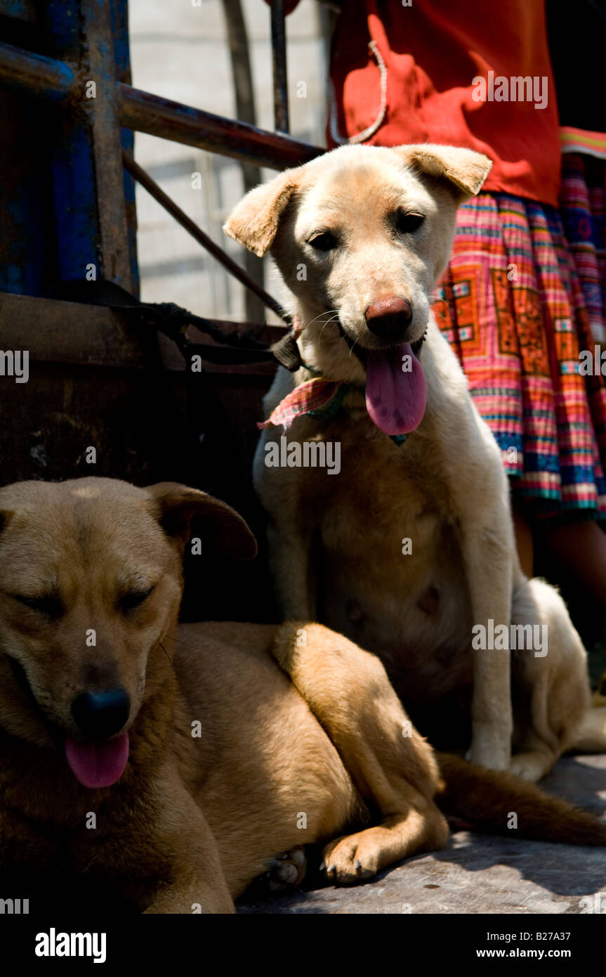 Hmong Dog High Resolution Stock Photography and Images - Alamy