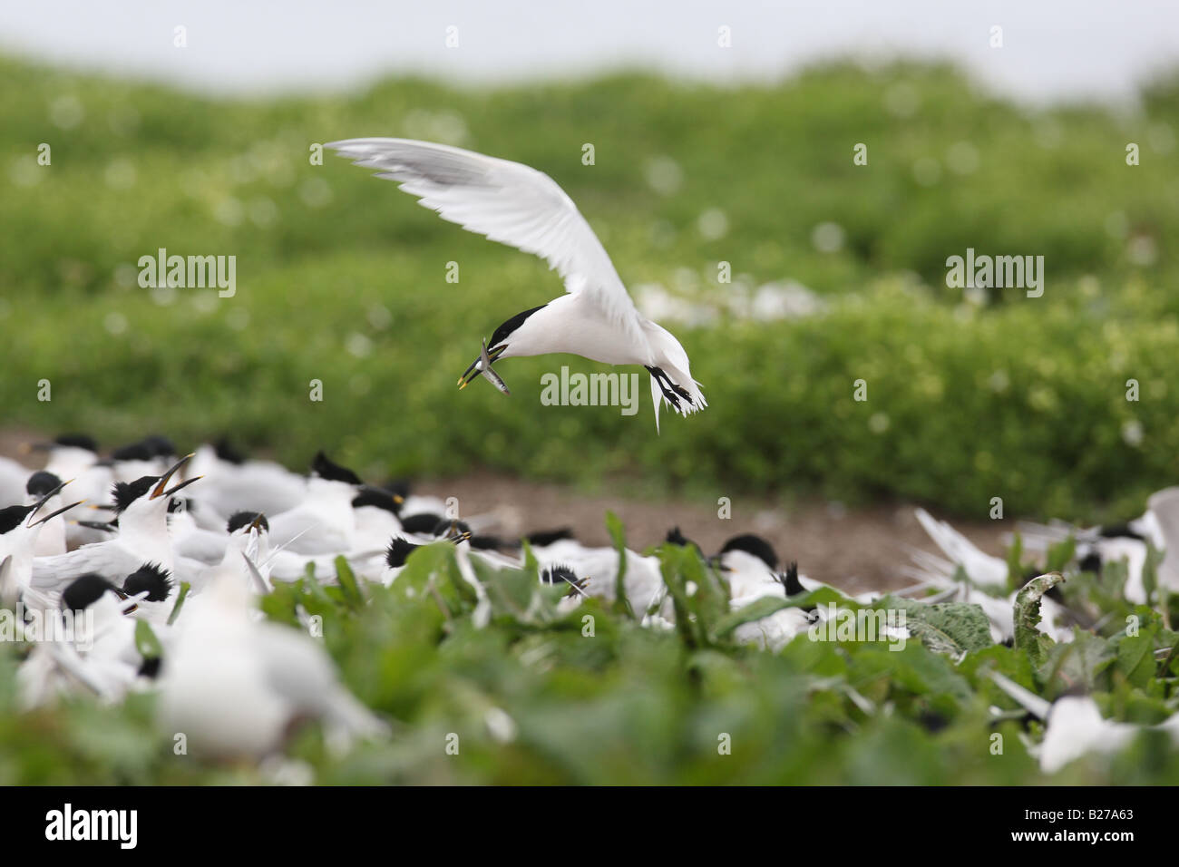SANDWICH TERN Sterna sandvicensis LANDING IN COLONY SIDE VIEW WITH SAND ...