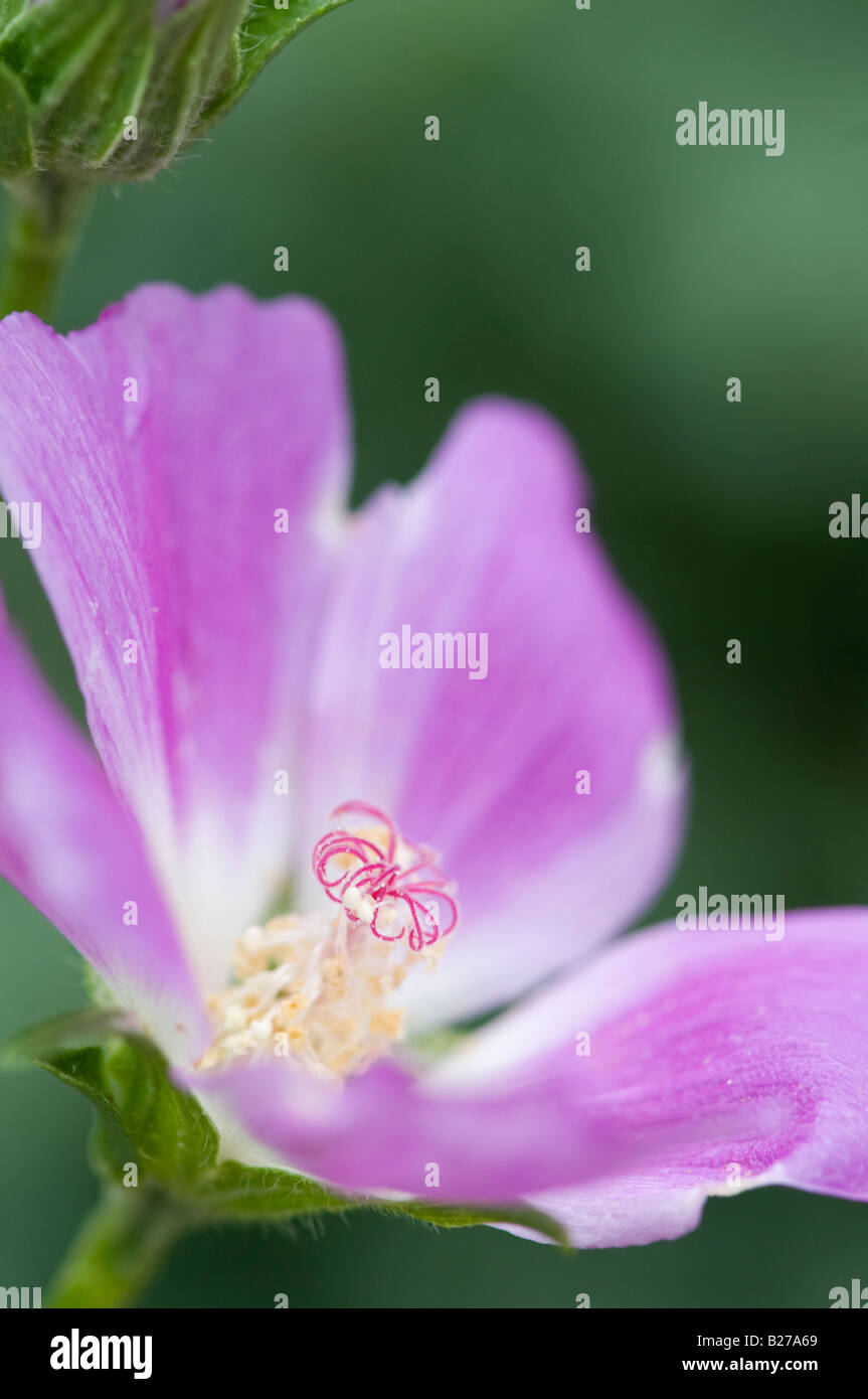 Purple Poppy Mallow: Callirhoe involucrata var tenuissima. Also known ...