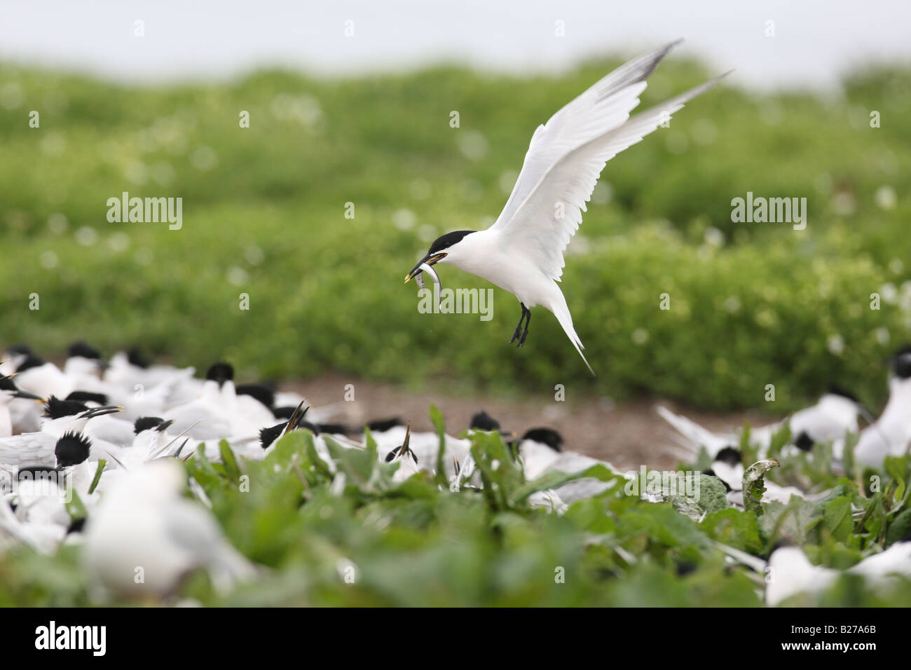 SANDWICH TERN Sterna sandvicensis LANDING IN COLONY SIDE VIEW WITH SAND ...