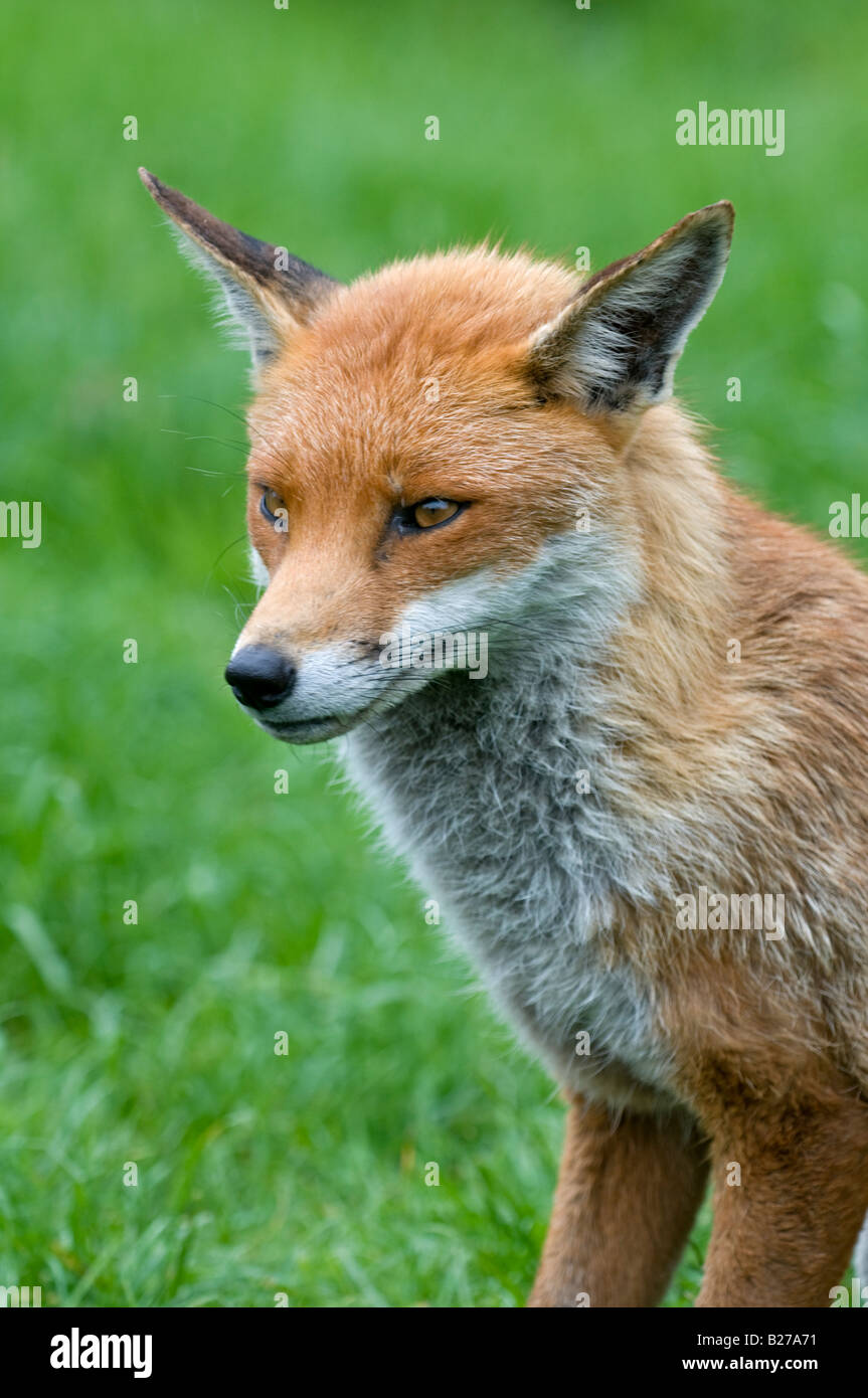Fox Vulpes vulpes Stock Photo - Alamy
