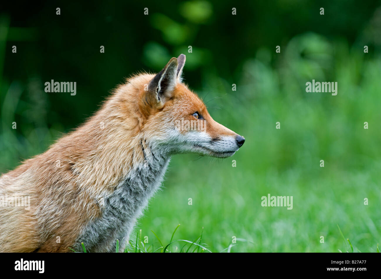 Fox: Vulpes vulpes Stock Photo - Alamy