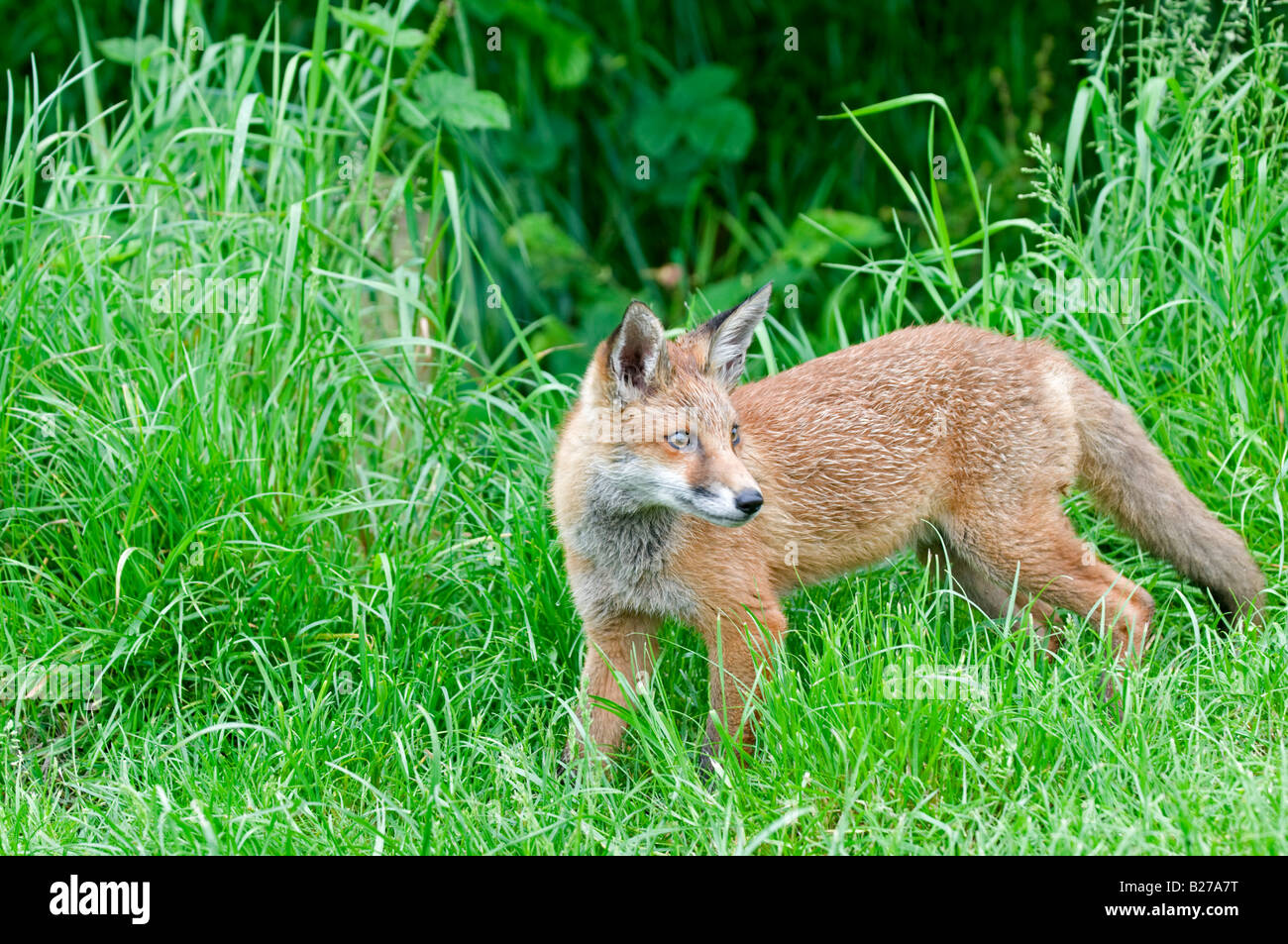 Fox: Vulpes vulpes Stock Photo - Alamy