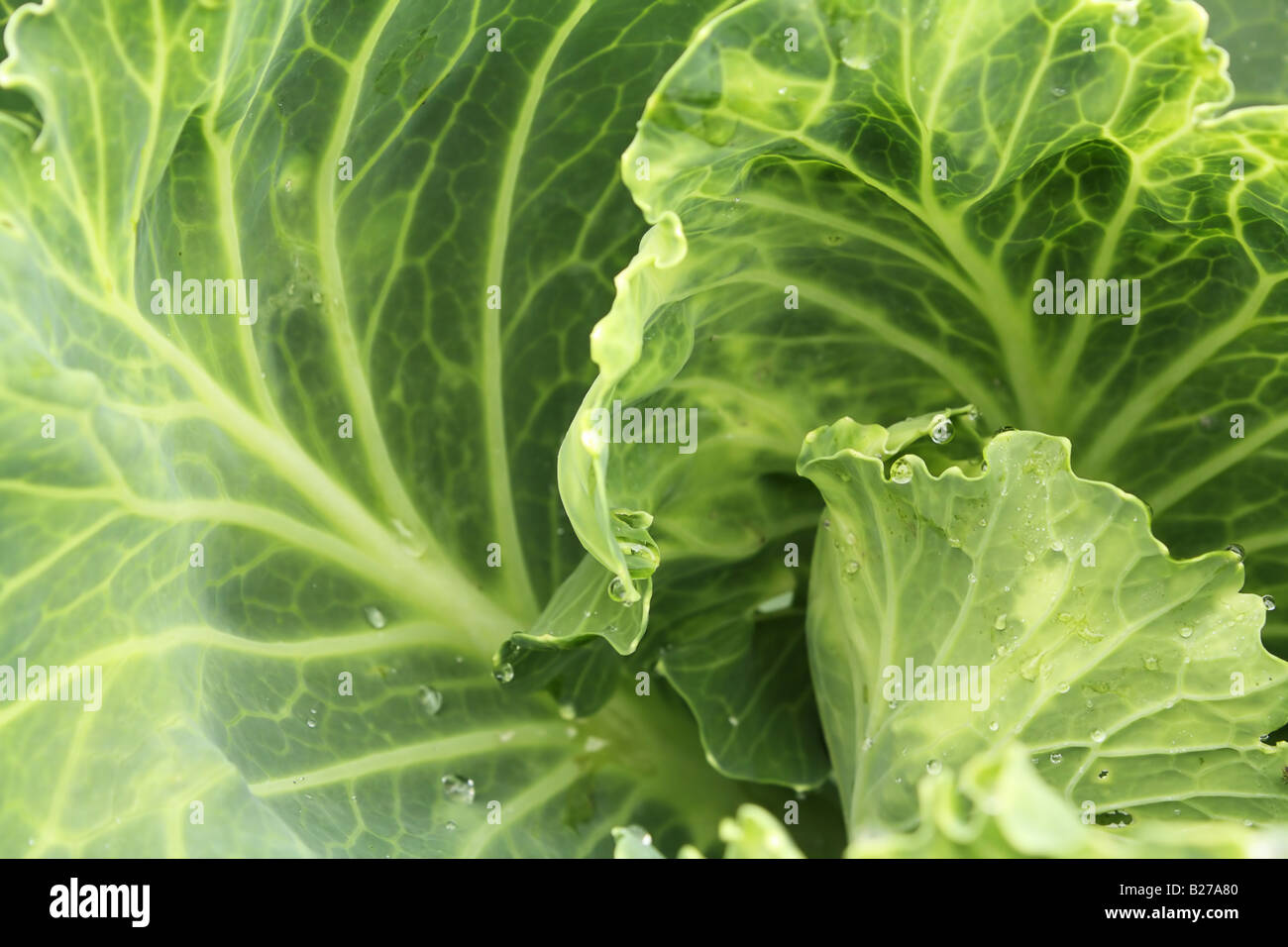 Green cabbage leaf hi-res stock photography and images - Alamy