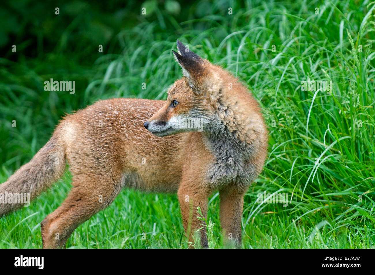 Fox: Vulpes vulpes Stock Photo - Alamy