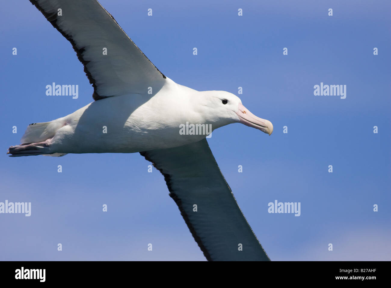 Diomedea epomophora sanfordi hi-res stock photography and images - Alamy
