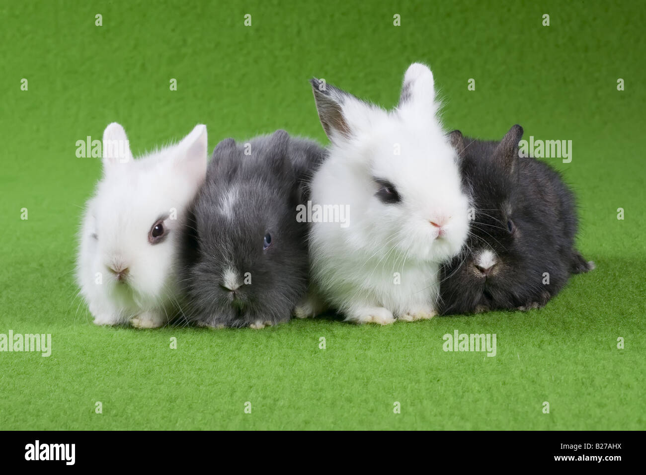 four bunny isolated on green background Stock Photo - Alamy