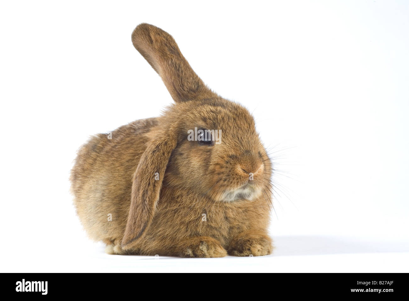 brown bunny isolated on white background Stock Photo - Alamy