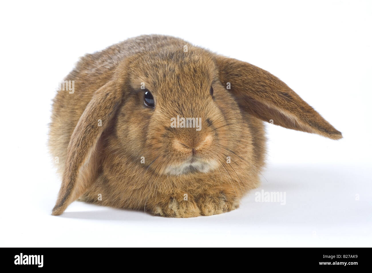 brown bunny isolated on white background Stock Photo - Alamy