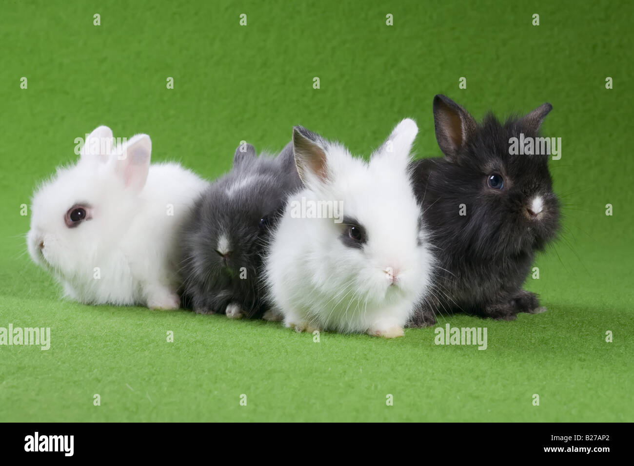 four bunny isolated on green background Stock Photo - Alamy