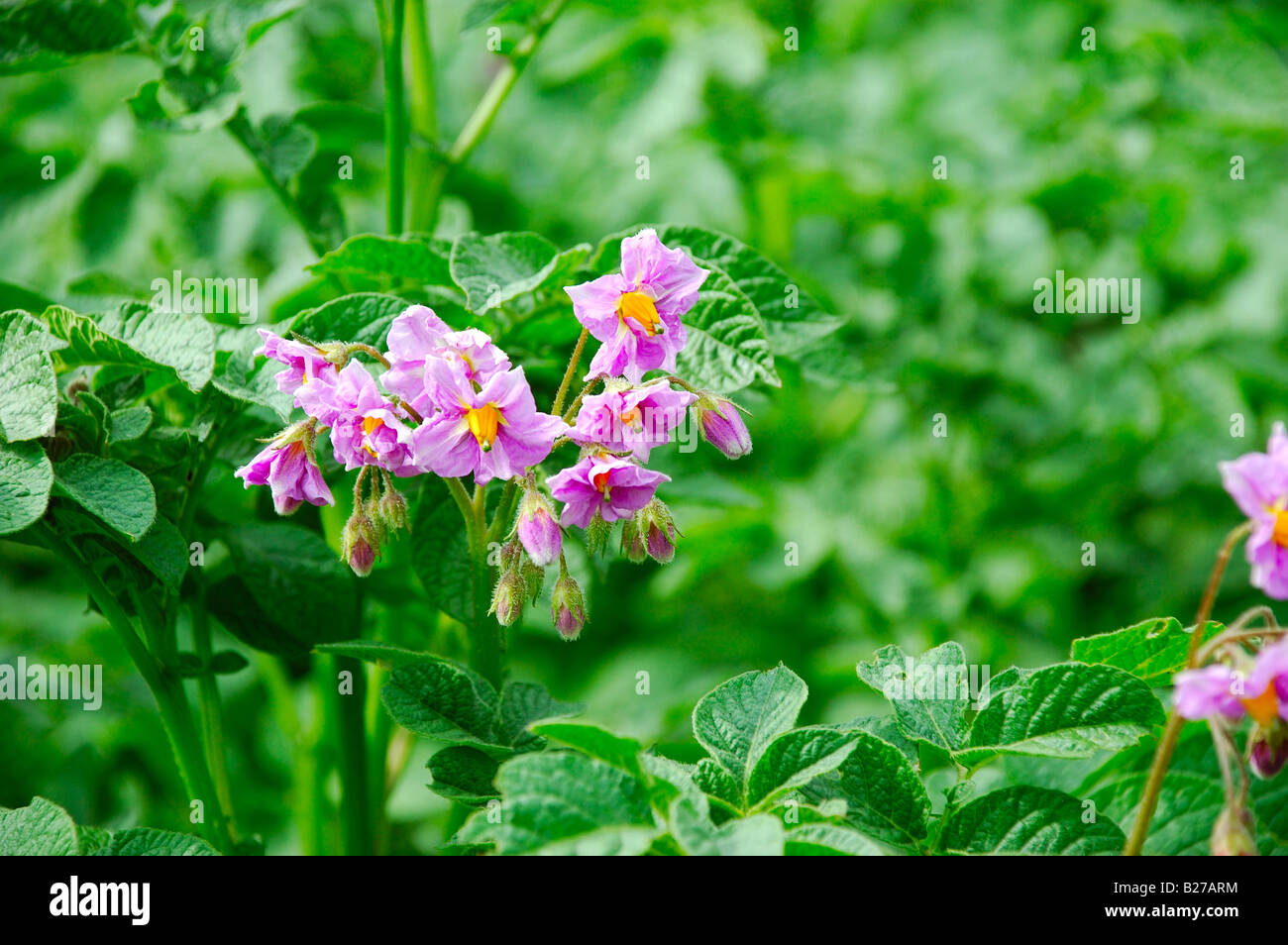 potato flower bloom Stock Photo - Alamy