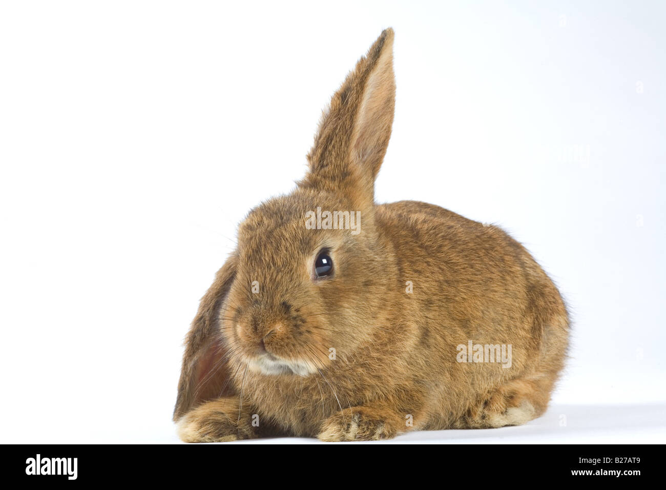 brown bunny isolated on white background Stock Photo - Alamy