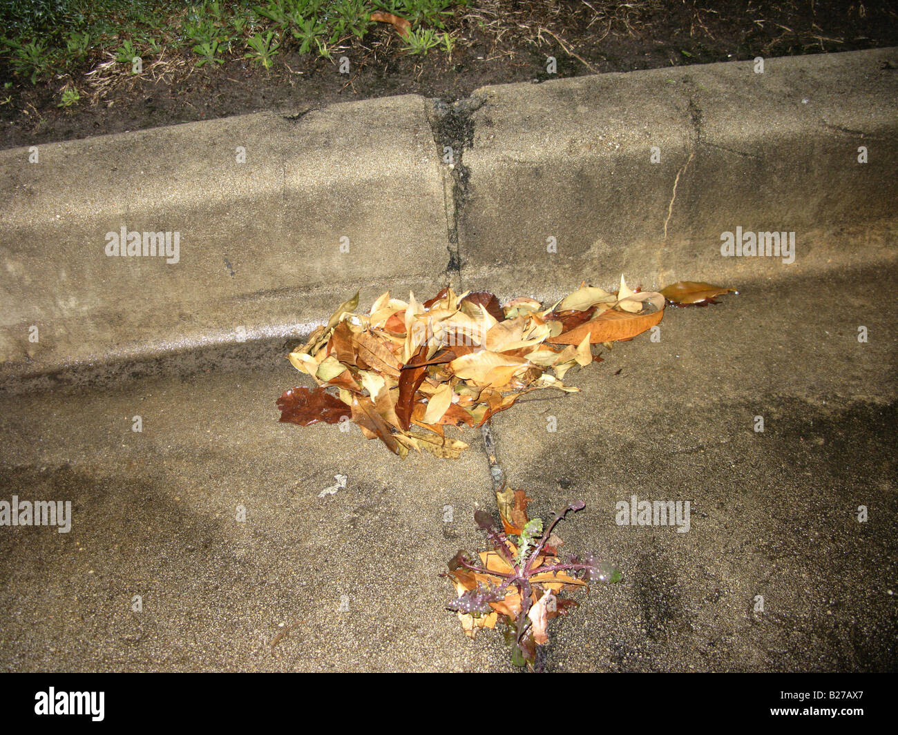 Dead leaves in road gutter Stock Photo - Alamy