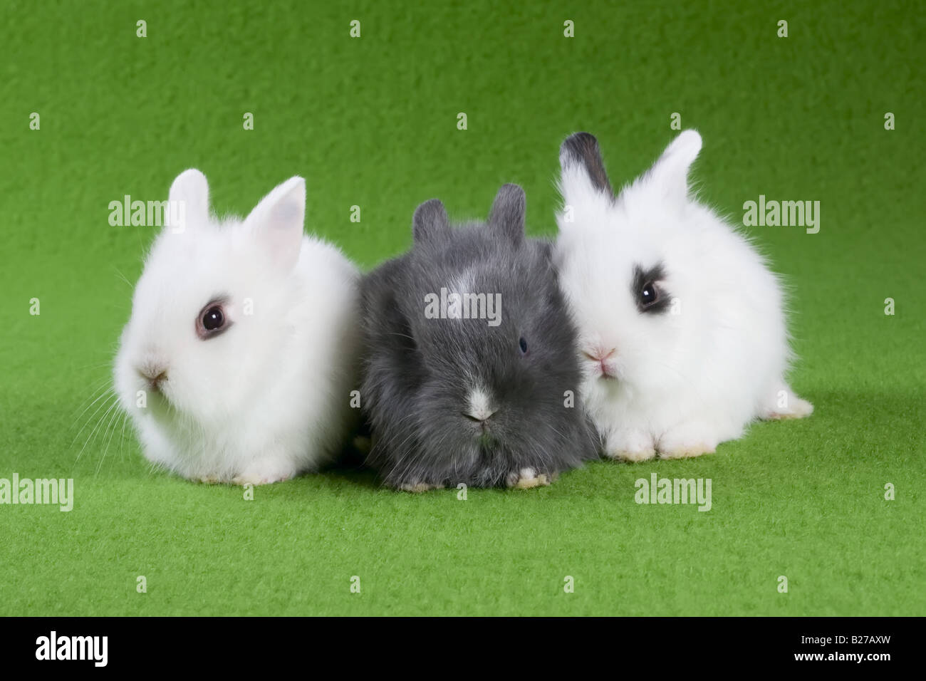 three bunny isolated on green background Stock Photo - Alamy