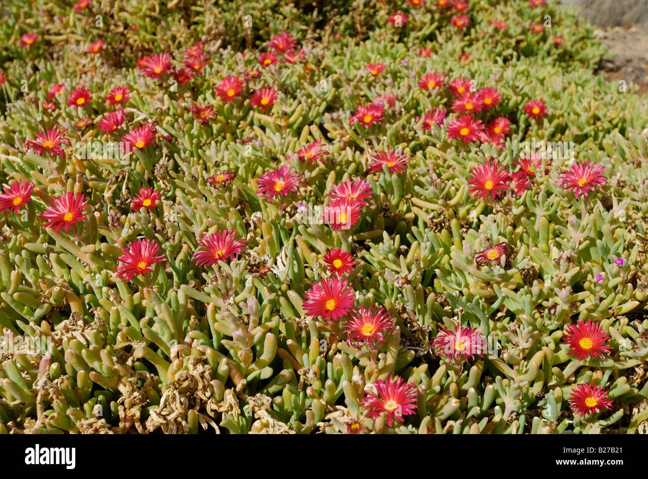 desert flowers, Jordan, Arabia Stock Photo - Alamy