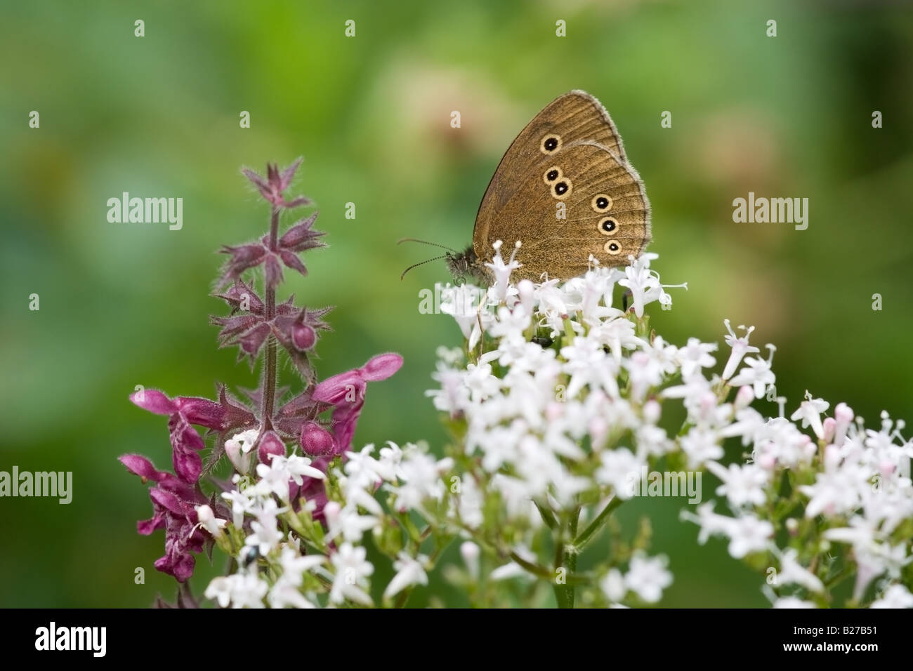 Ringlet Aphantopus huperantus adult feeding on a flower Stock Photo - Alamy