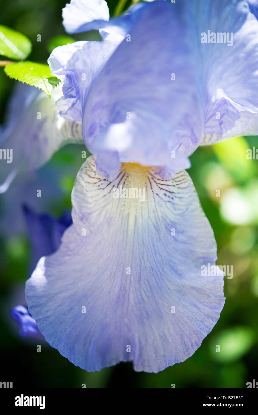 Iris germanica jane phillips blue hi-res stock photography and images ...
