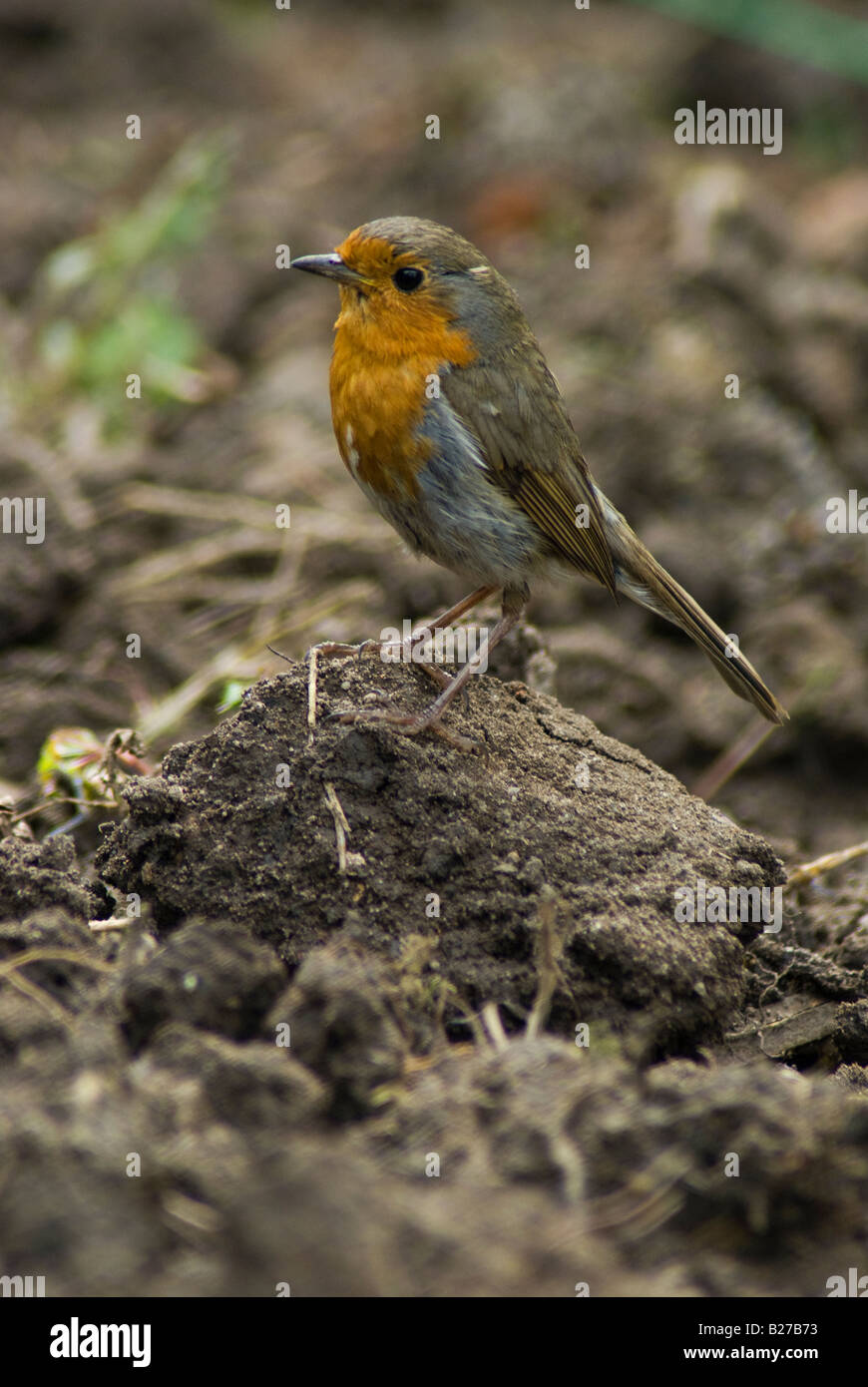A red robin Stock Photo - Alamy