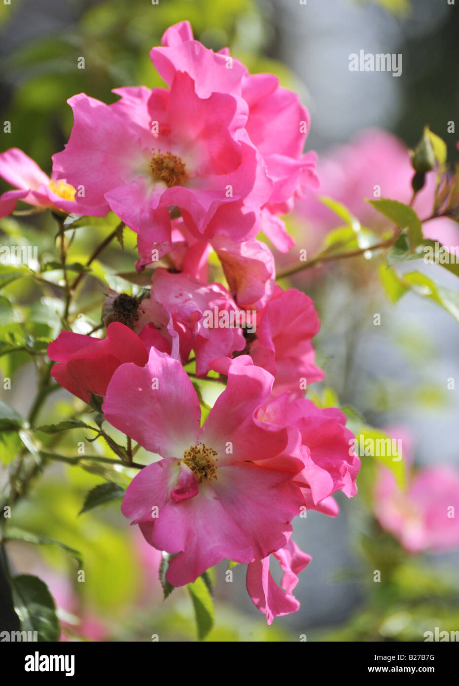 Summer breeze rose hi-res stock photography and images - Alamy