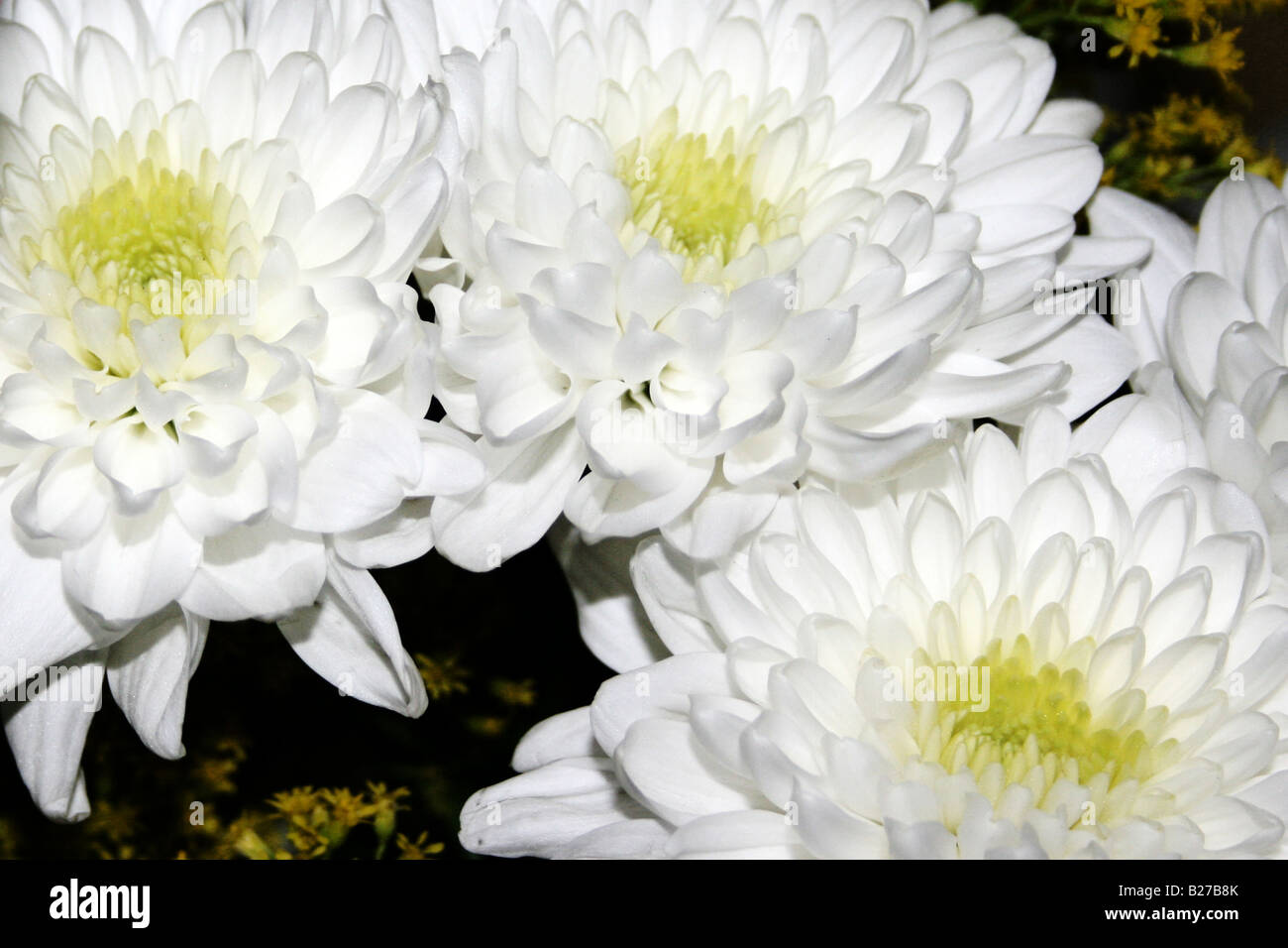 Three petal plant hi-res stock photography and images - Alamy