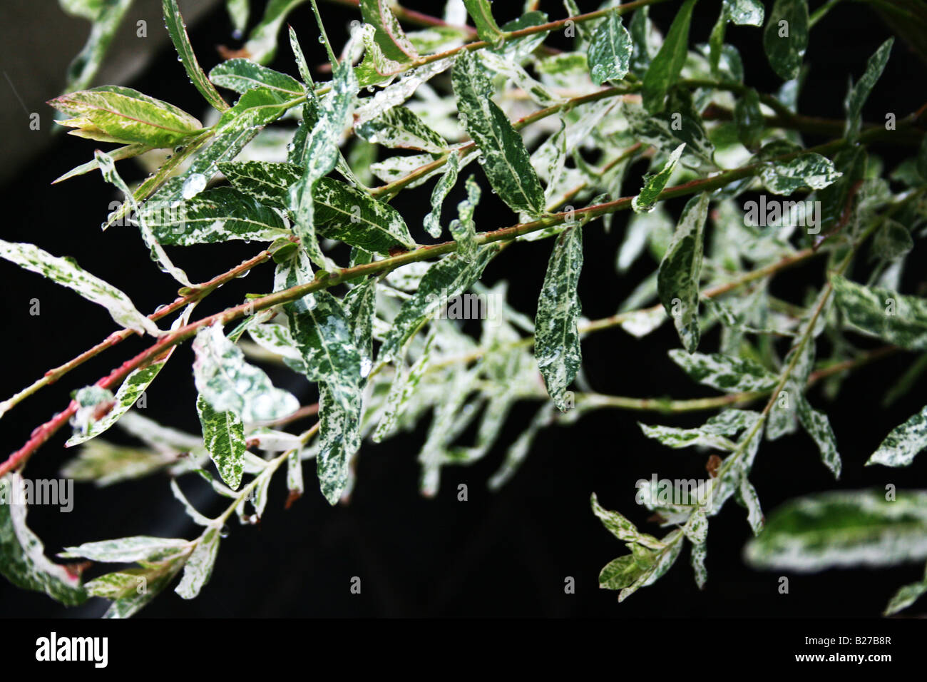 Japanese willow hi-res stock photography and images - Alamy