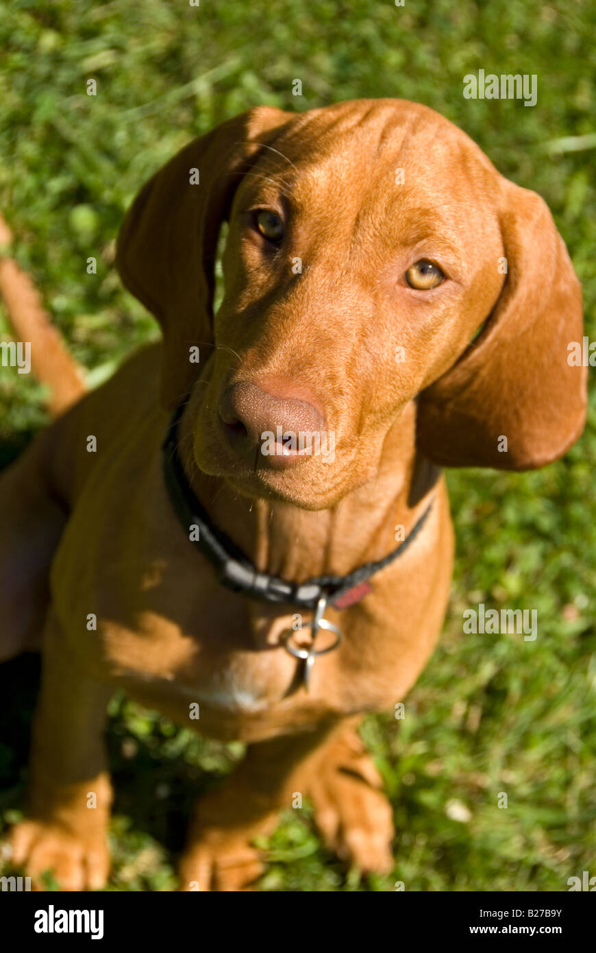 Portrait adorable hungarian vizsla hi-res stock photography and images ...