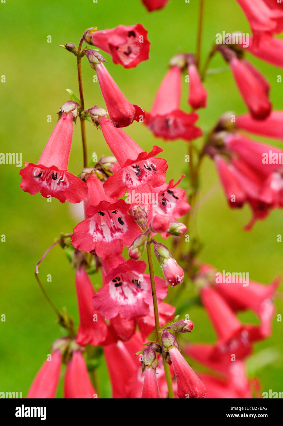 Pink Penstemon Garnet Stock Photo - Alamy