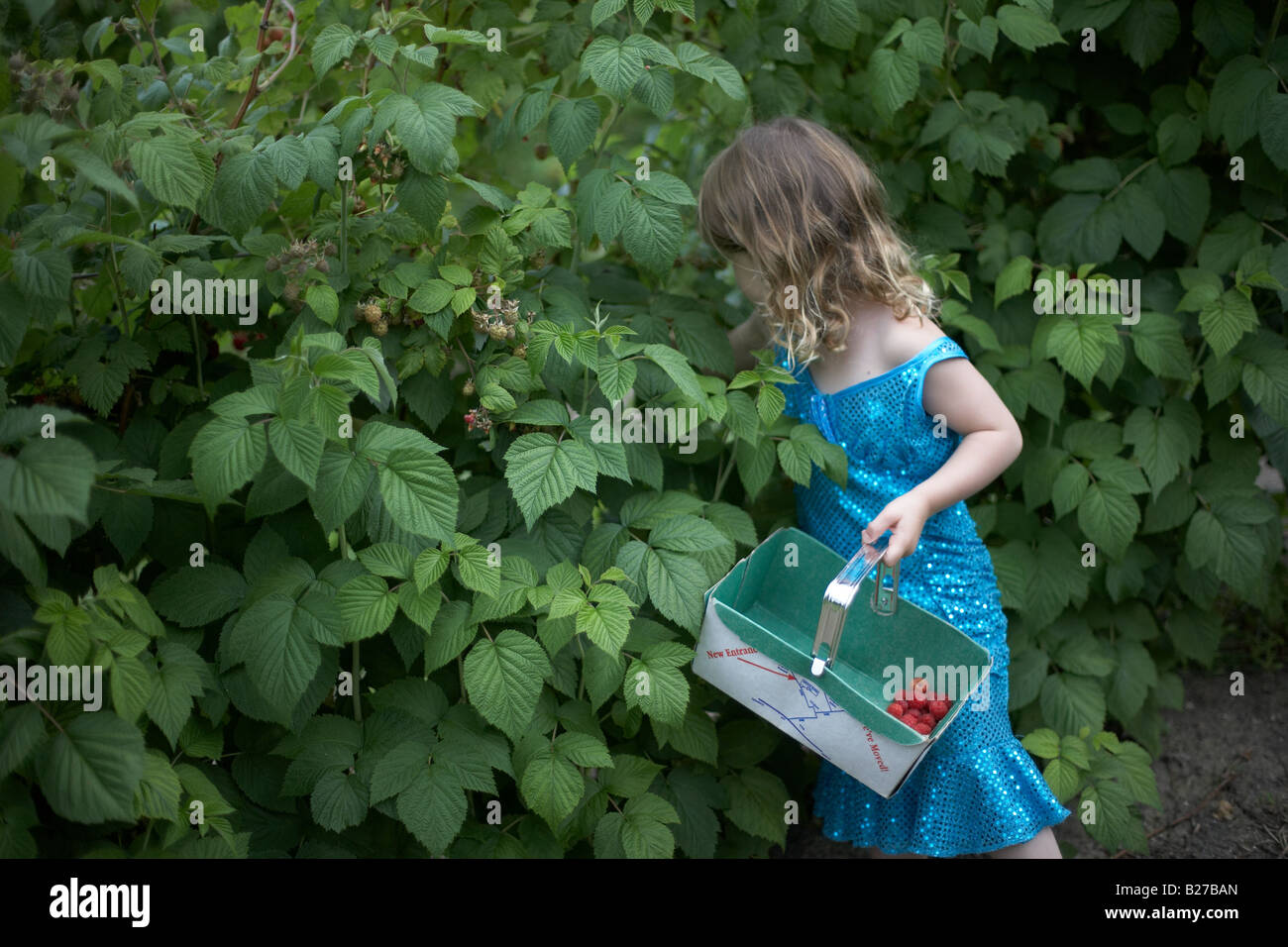 Girl picking raspberries Stock Photo - Alamy