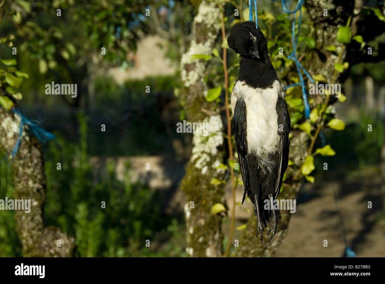 Stock photo of a dead Magpie bird hanging by the neck from a tree on a ...