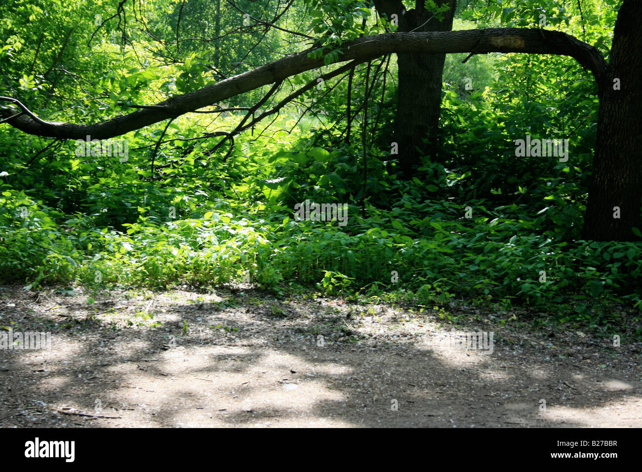 A tree with a branch bending over Stock Photo - Alamy