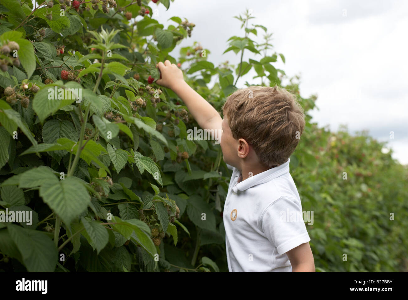 Boy picking raspberries Stock Photo - Alamy