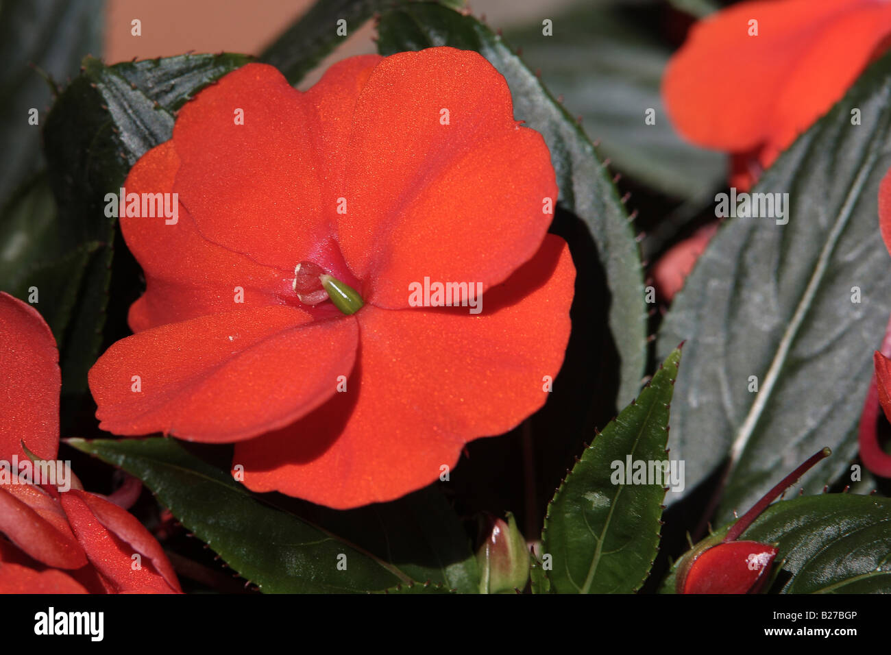 Red Impatiens (New Guinea group) Flower - closeup Stock Photo - Alamy