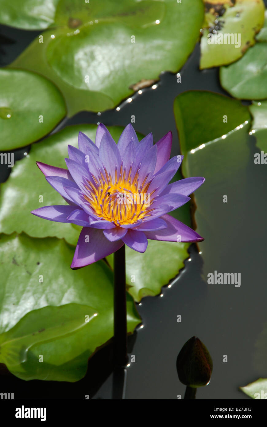 Blue water lilly Stock Photo - Alamy