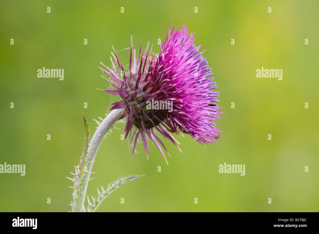 Cirsium dissectum hi-res stock photography and images - Alamy
