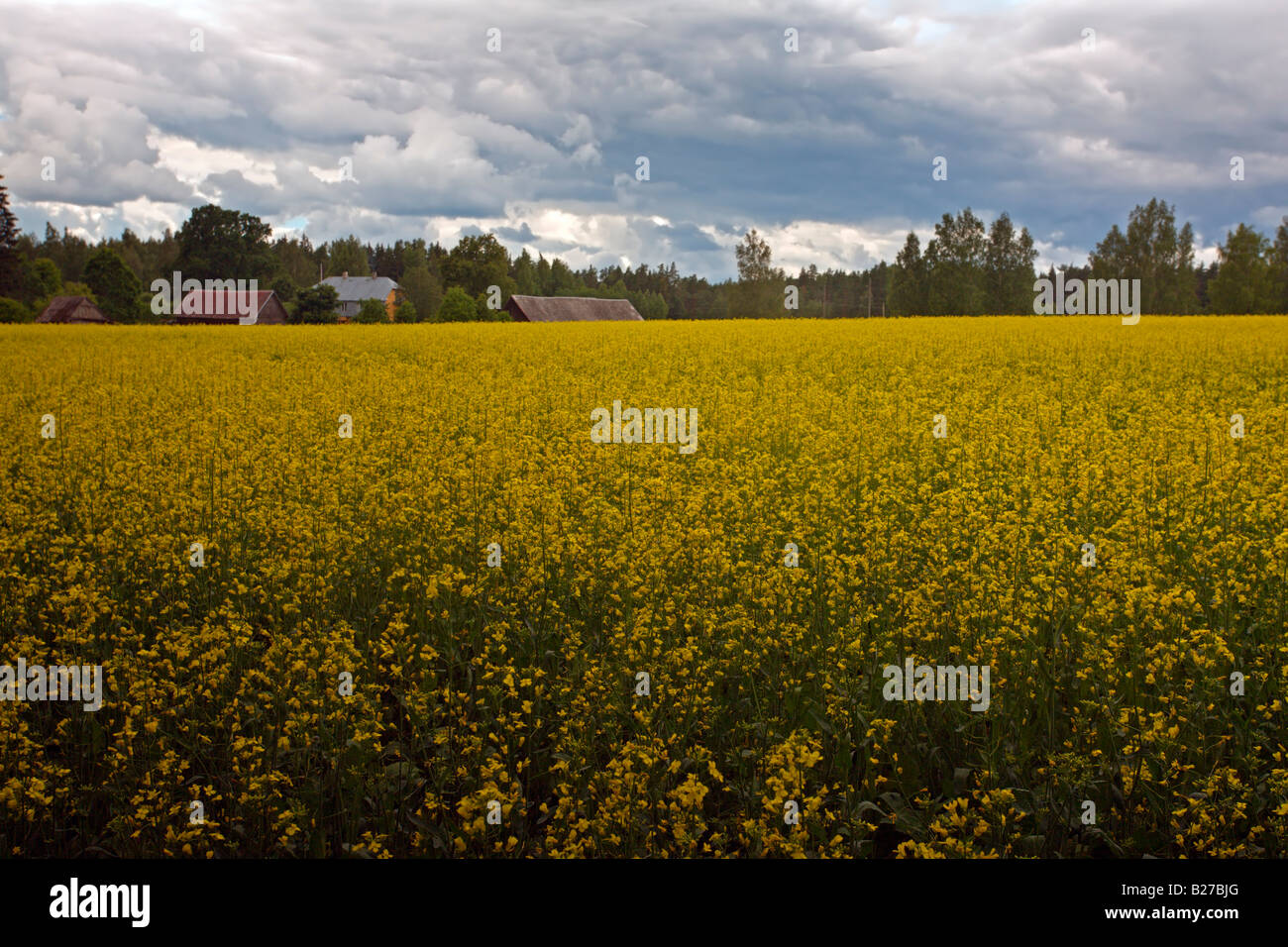 Raps bloom hi-res stock photography and images - Alamy