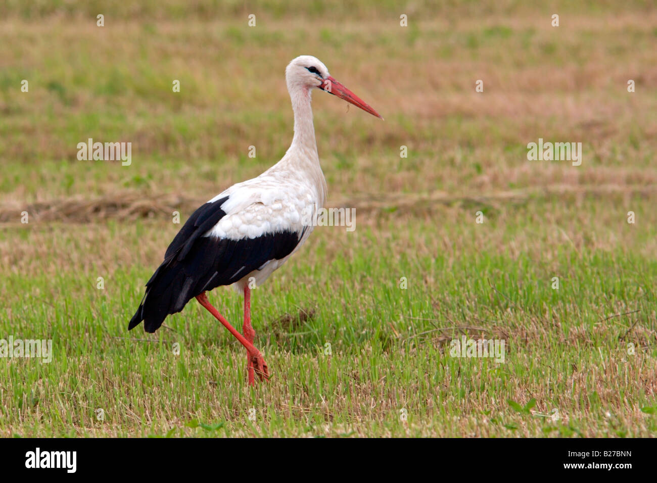 The White Stork Stock Photo - Alamy