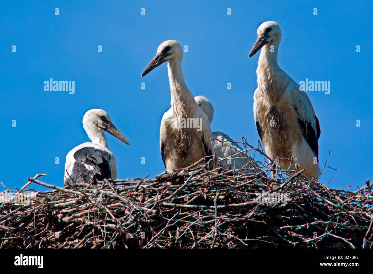The White Stork Family Stock Photo - Alamy