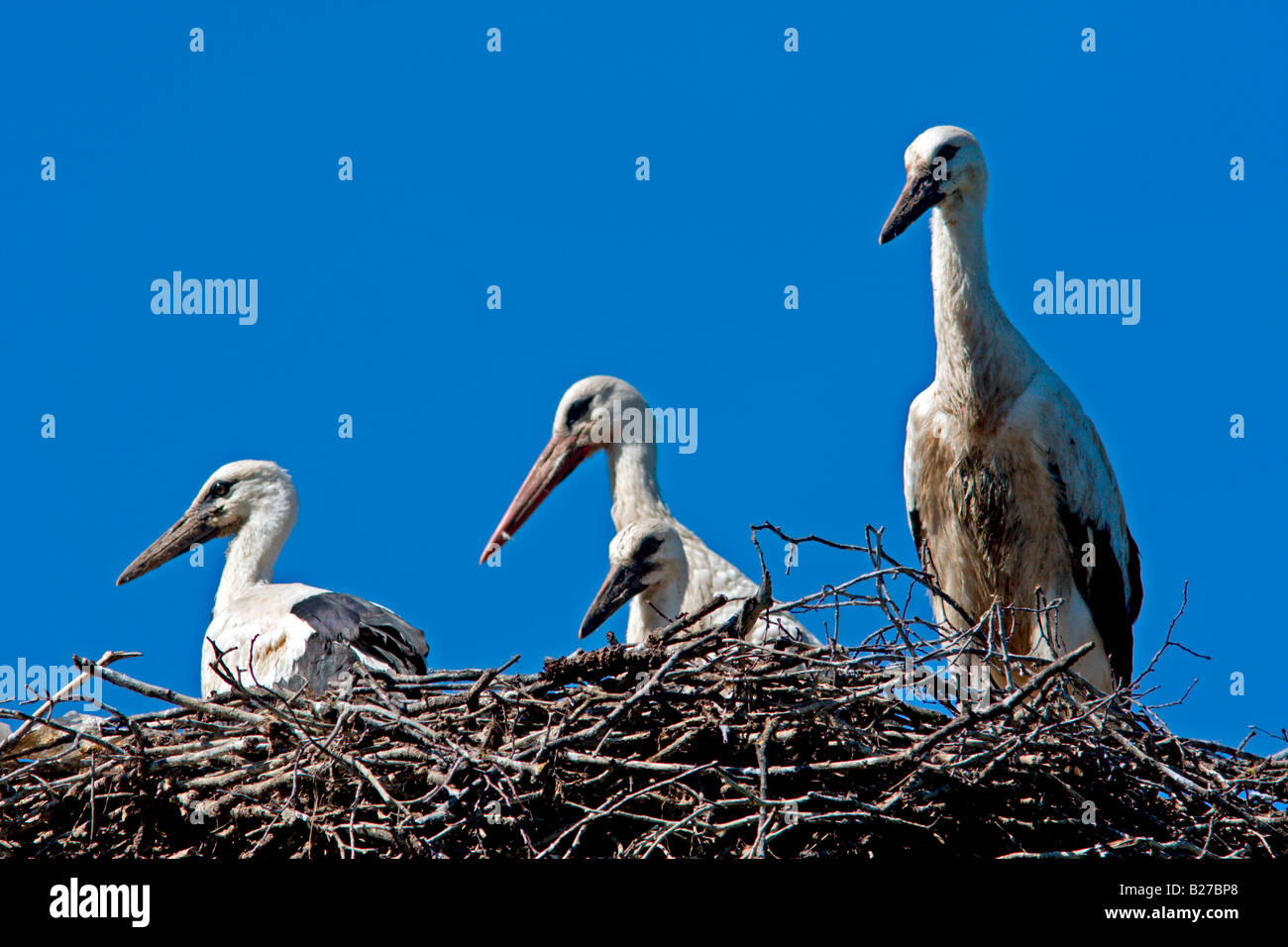 The White Stork Family Stock Photo - Alamy