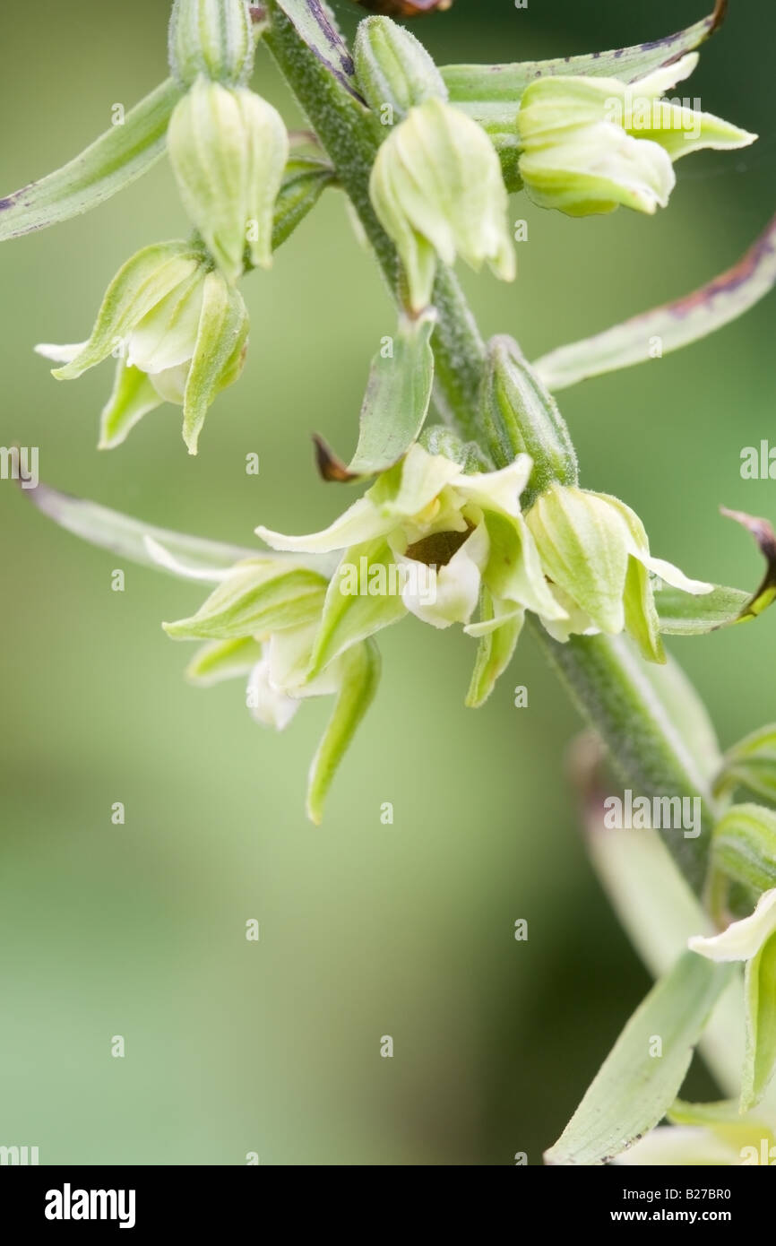 Broad leaved helleborine epipactis hi-res stock photography and images ...