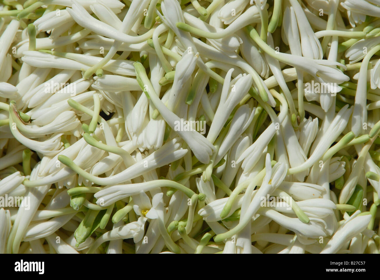 Polianthes tuberosa hi-res stock photography and images - Alamy