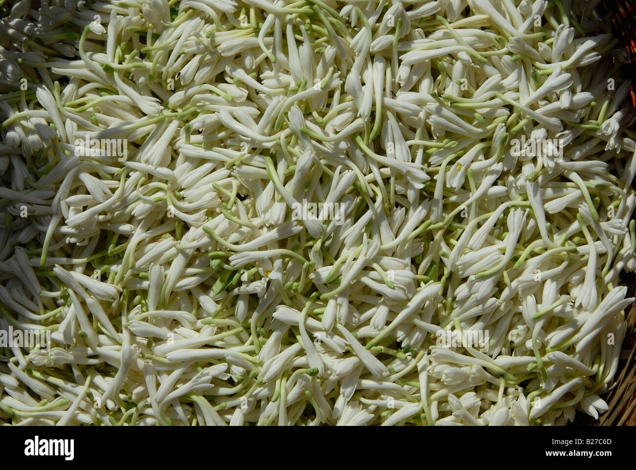 Polianthes tuberosa hi-res stock photography and images - Alamy