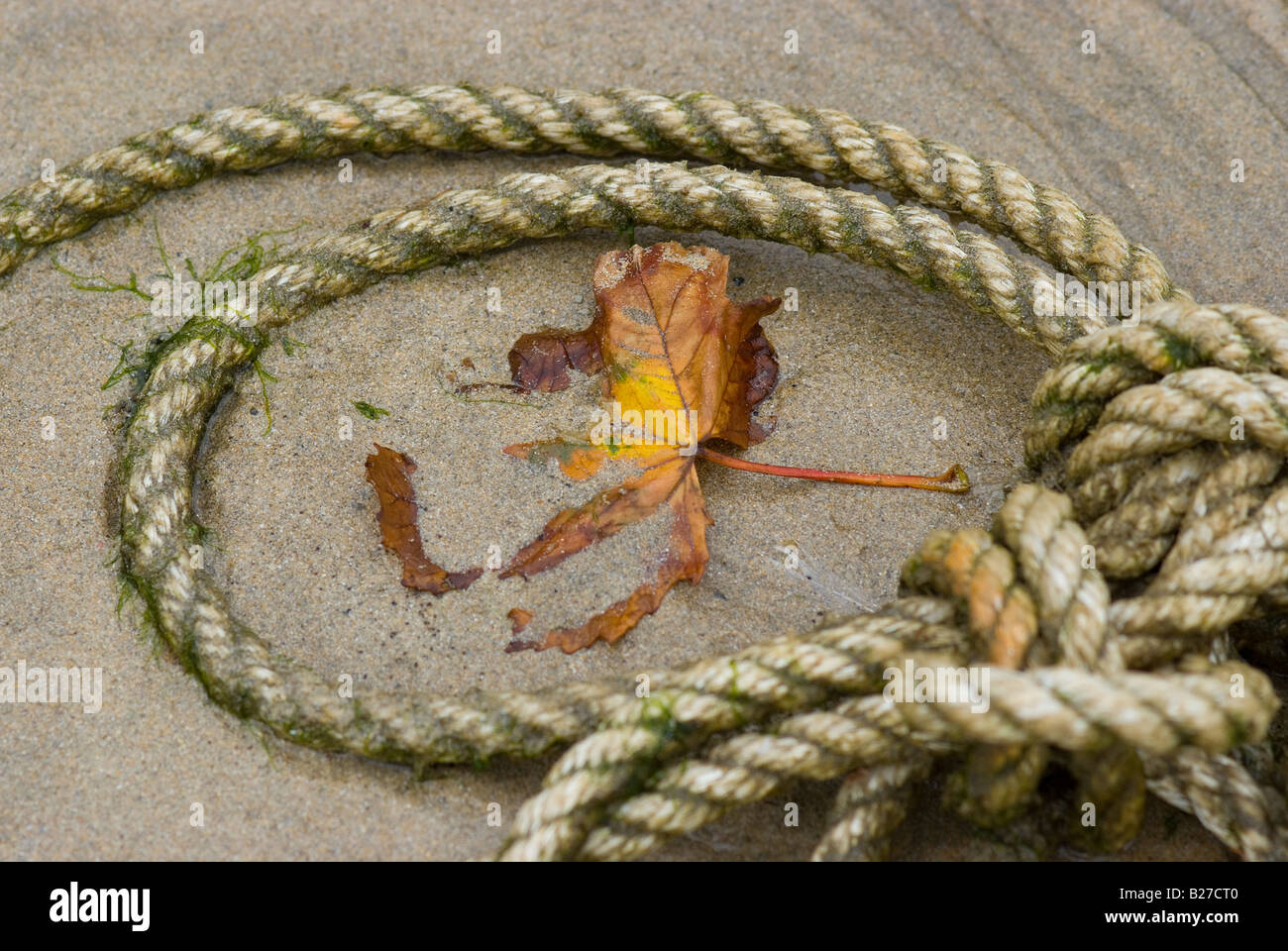 A beach still life with a mooring rope buried in the sand punctuated by ...