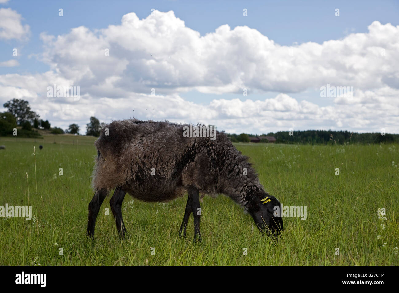 Birca hi-res stock photography and images - Alamy