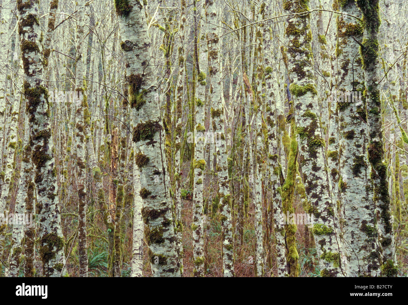 Red alder trees with moss and lichen on trunks Coast Range Mountains ...