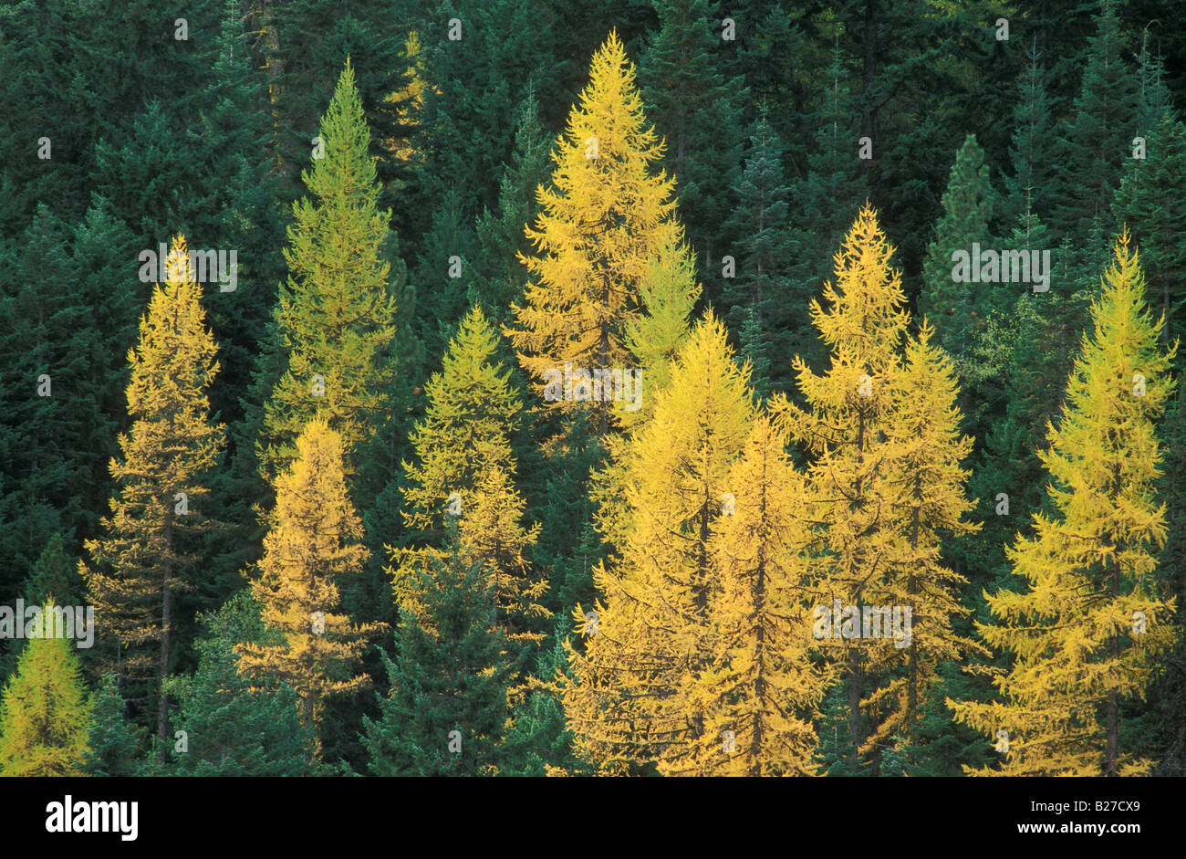 Larch trees in Fall Cascade Mountains Oregon Stock Photo - Alamy
