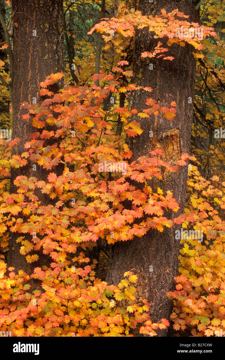 Vine maple leaves with Fall color Mount Hood National Forest Cascade ...