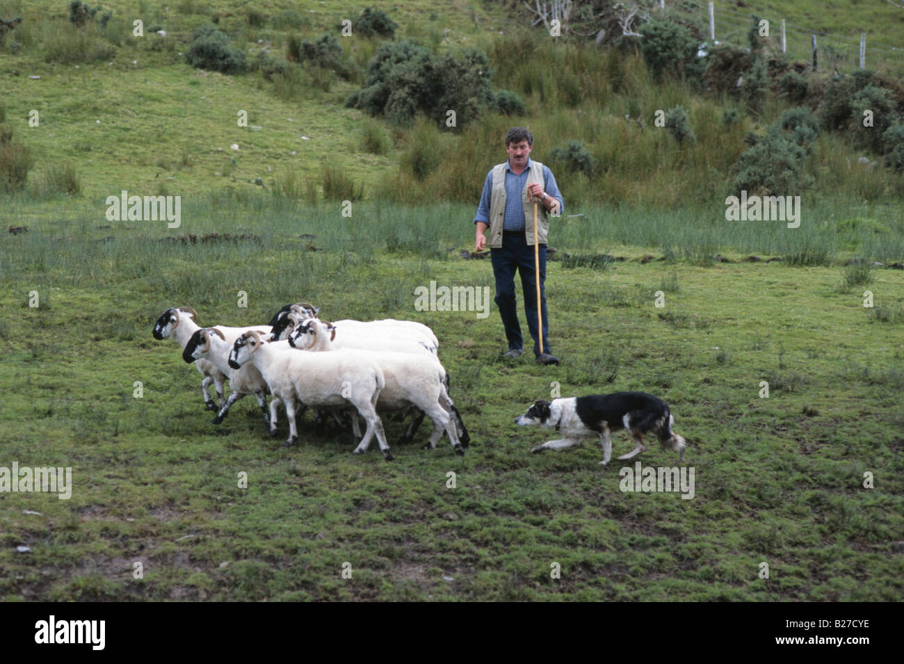 Irish Sheep Herder Accent