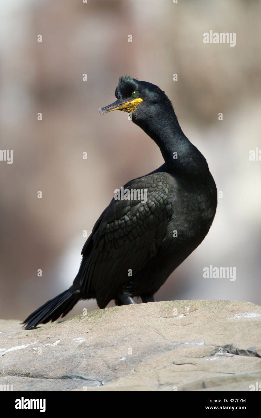 Rock shag bird hi-res stock photography and images - Alamy