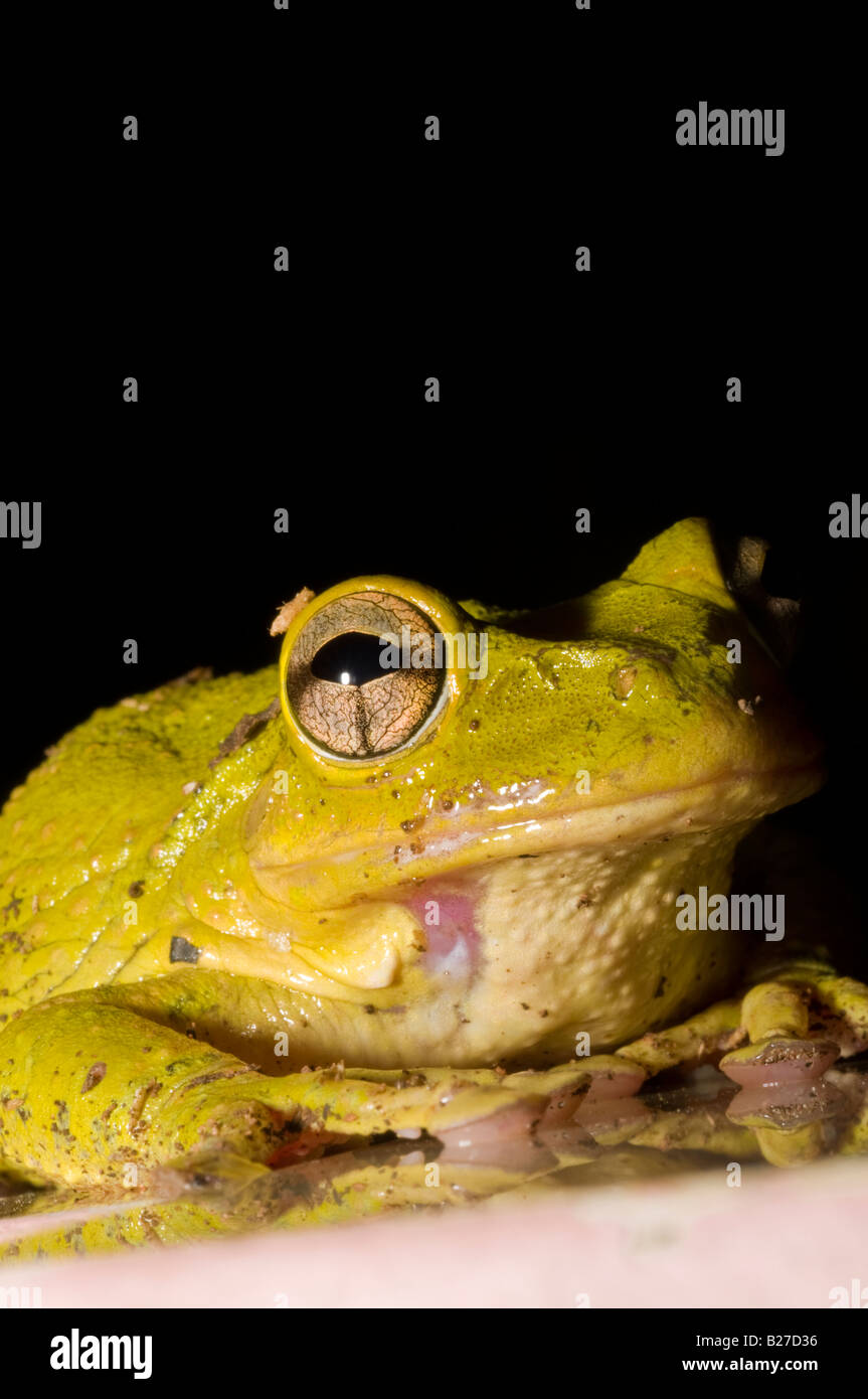 Caribbean frog hi-res stock photography and images - Alamy