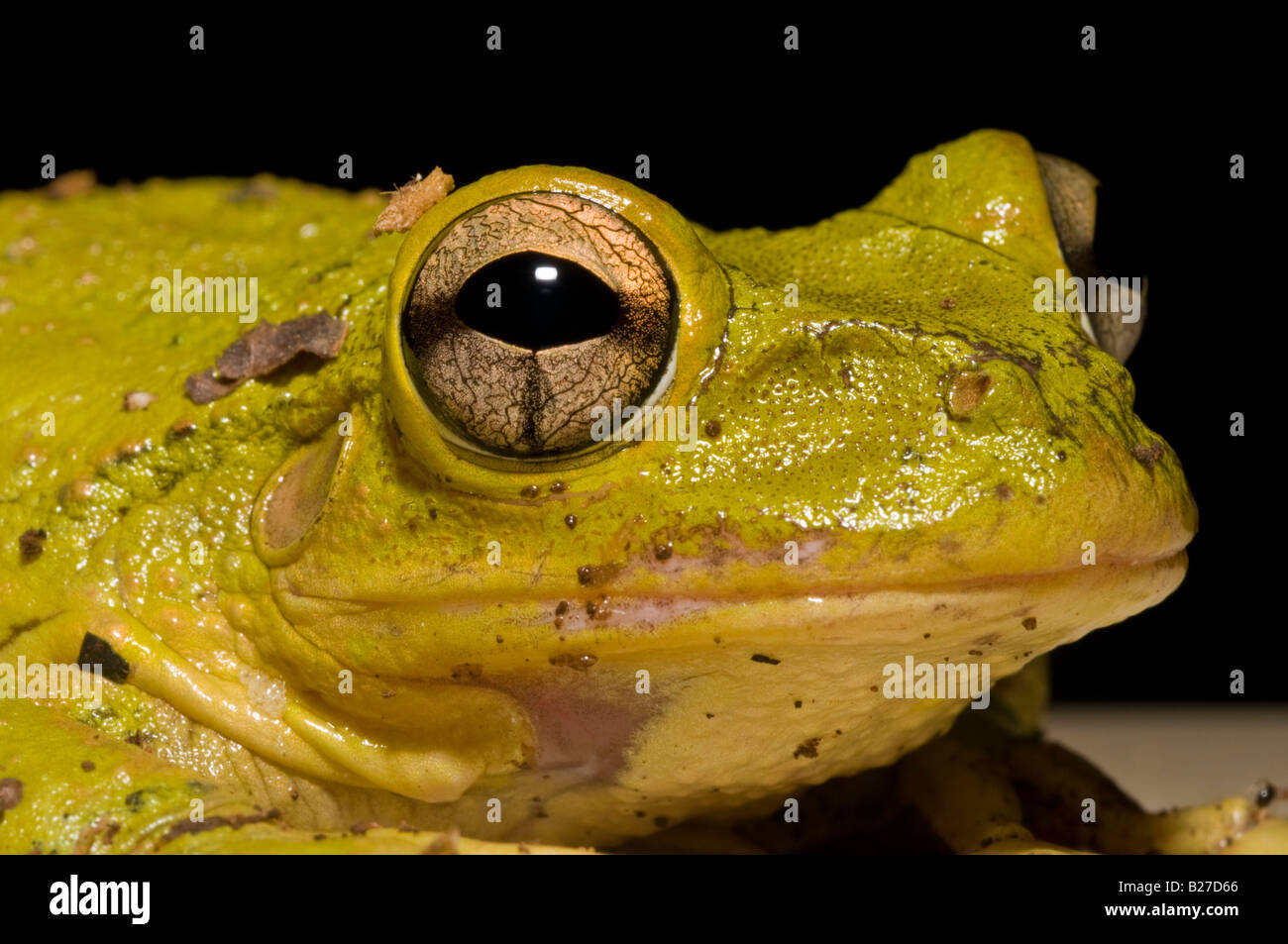 Frog in Vinales, Cuba, Caribbean Stock Photo - Alamy
